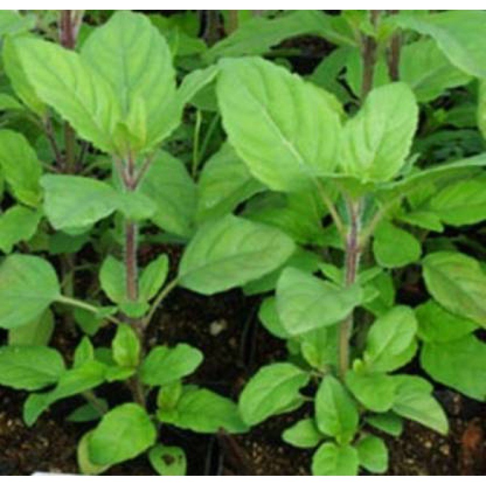 Tulsi Seeds Online