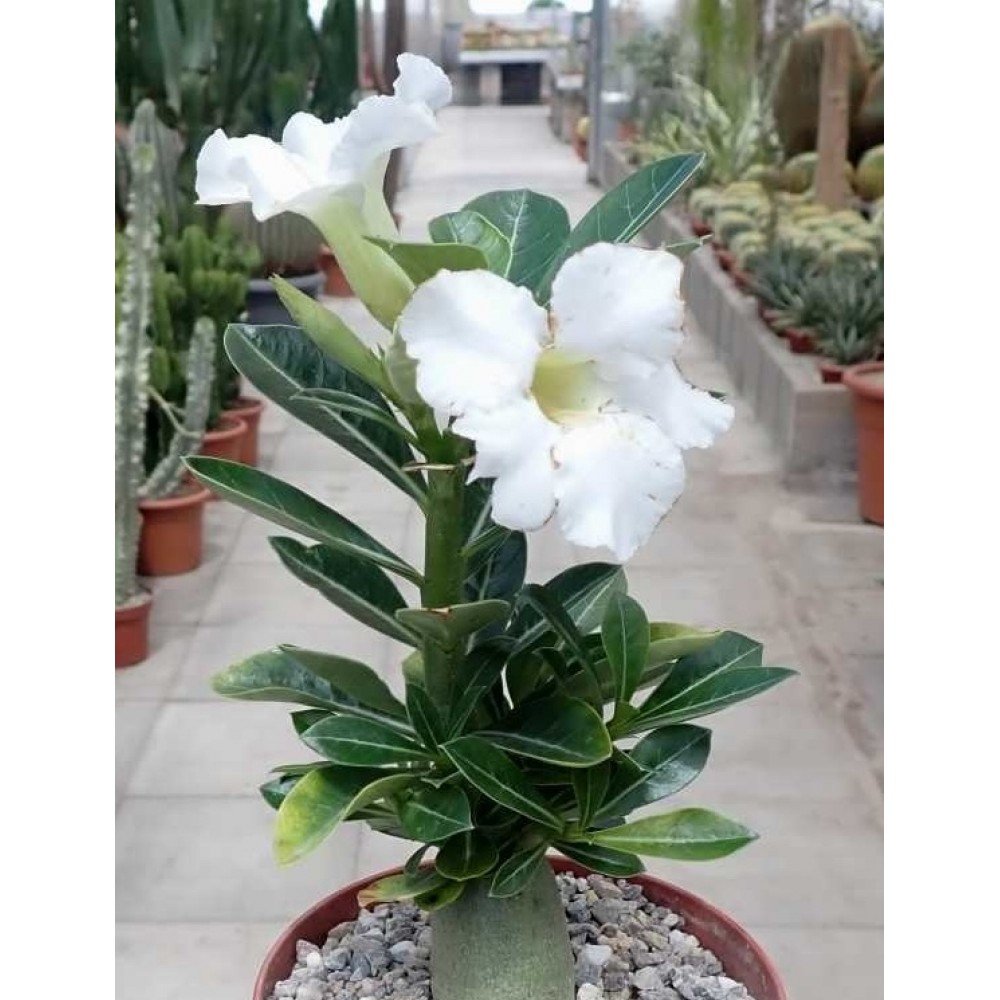 adenium seeds online- single petal