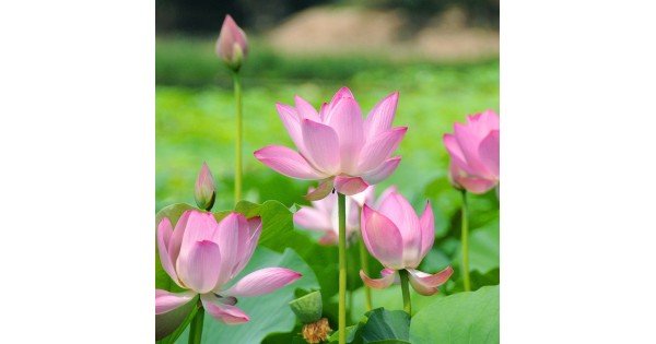 lotus seeds online