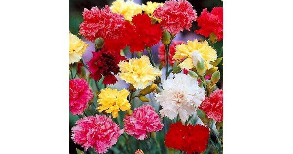 Carnation Seeds