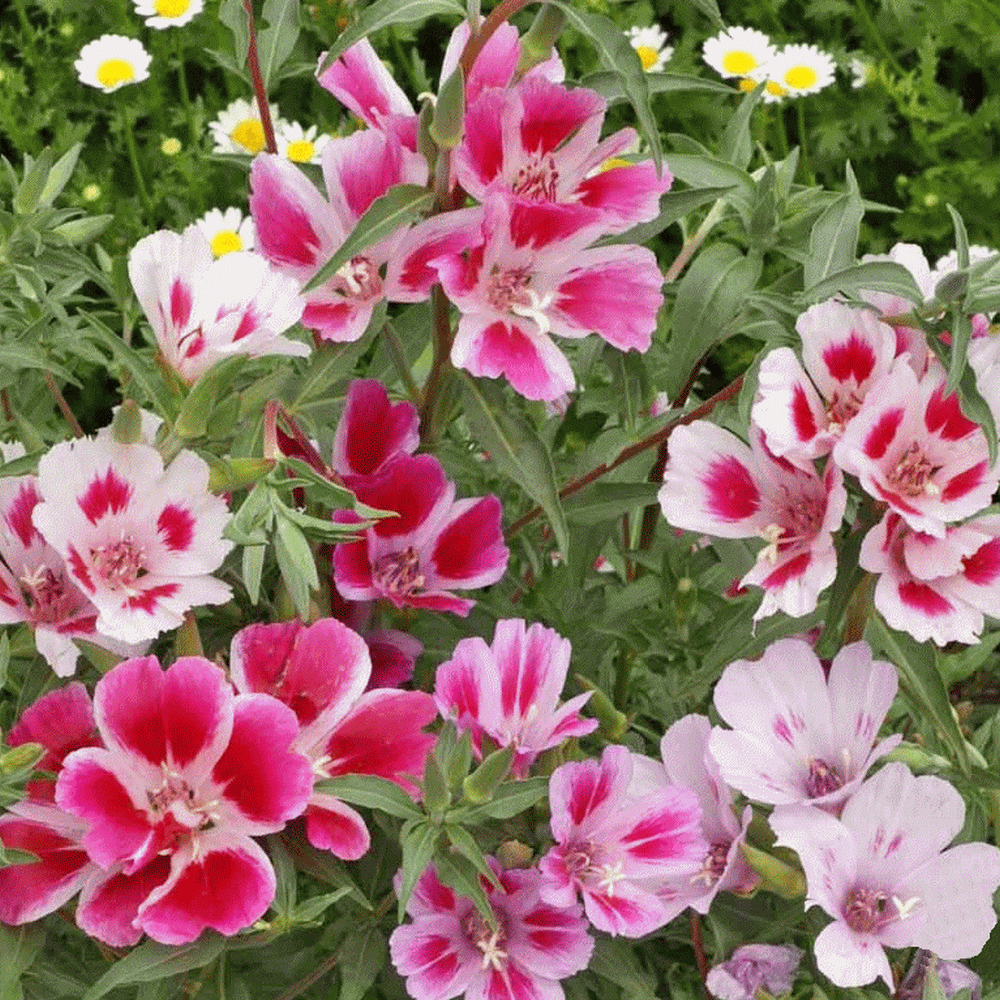 Calendula seeds online