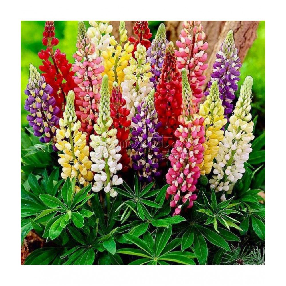 Lupin Seeds Online