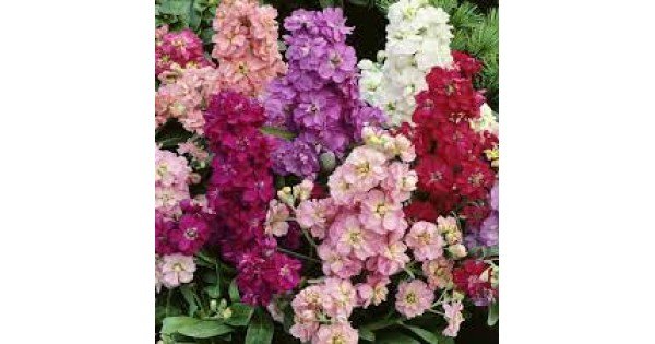 Stock Mix Flower Seeds