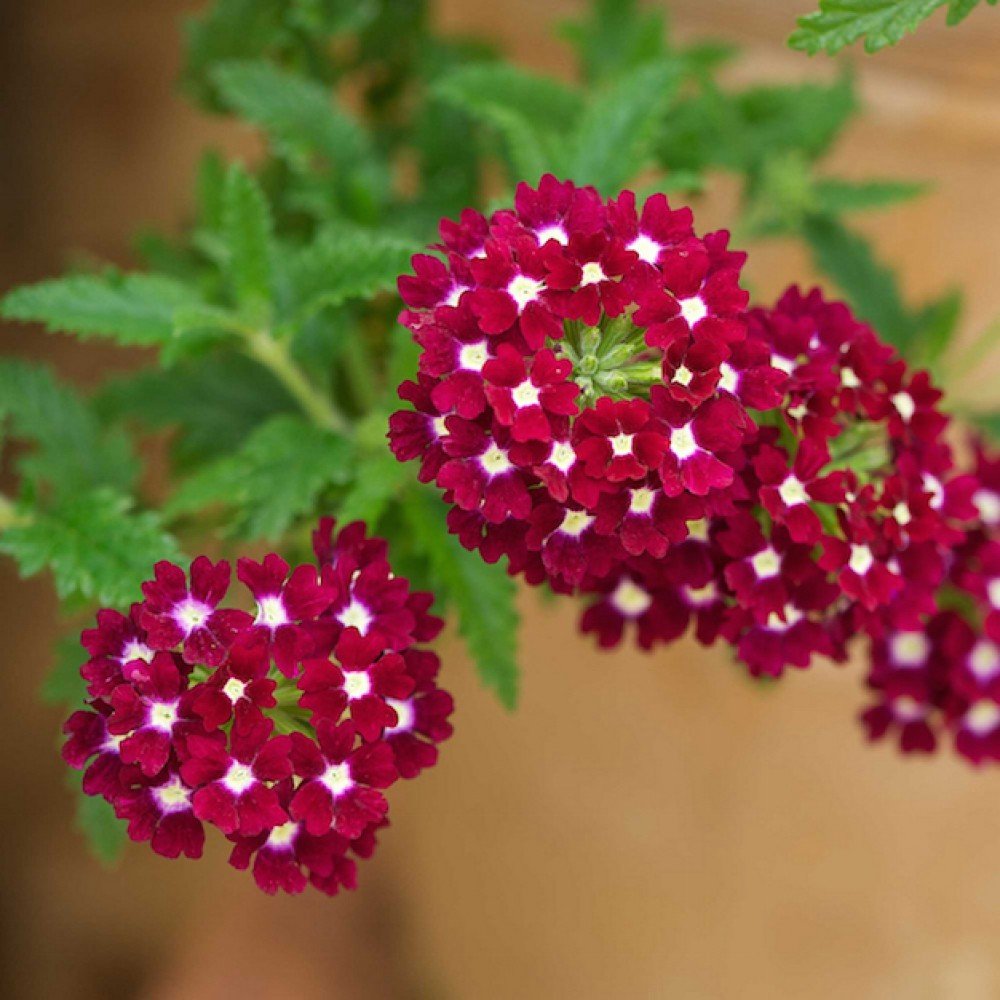 Verbena Mix Flower Seeds