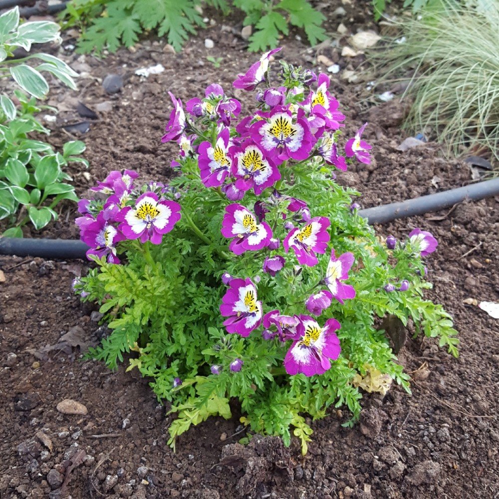 Schizanthus / Angelwings / Butterfly Flower Seeds