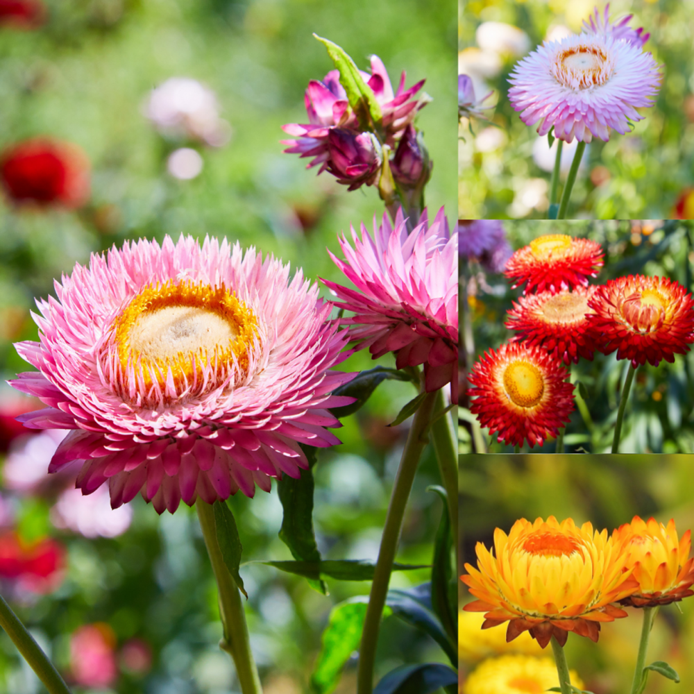 Everlasting Flower / Helichrysum Flower / Strawflower Seeds