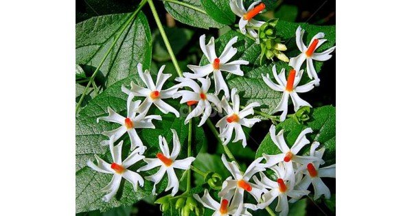 Parijata / Night Jasmine Seeds