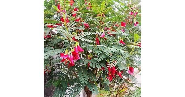 Red Agastya Seeds / Erra Avisa Seeds online
