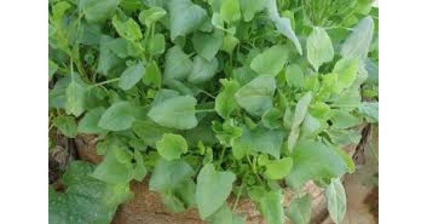 Chukka Kura / Indian Sorrel Seeds