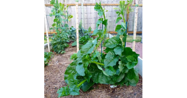 Bachali Kura / Malabar Spinach Seeds