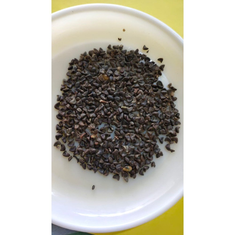 Gongura Sour Spinach Seeds