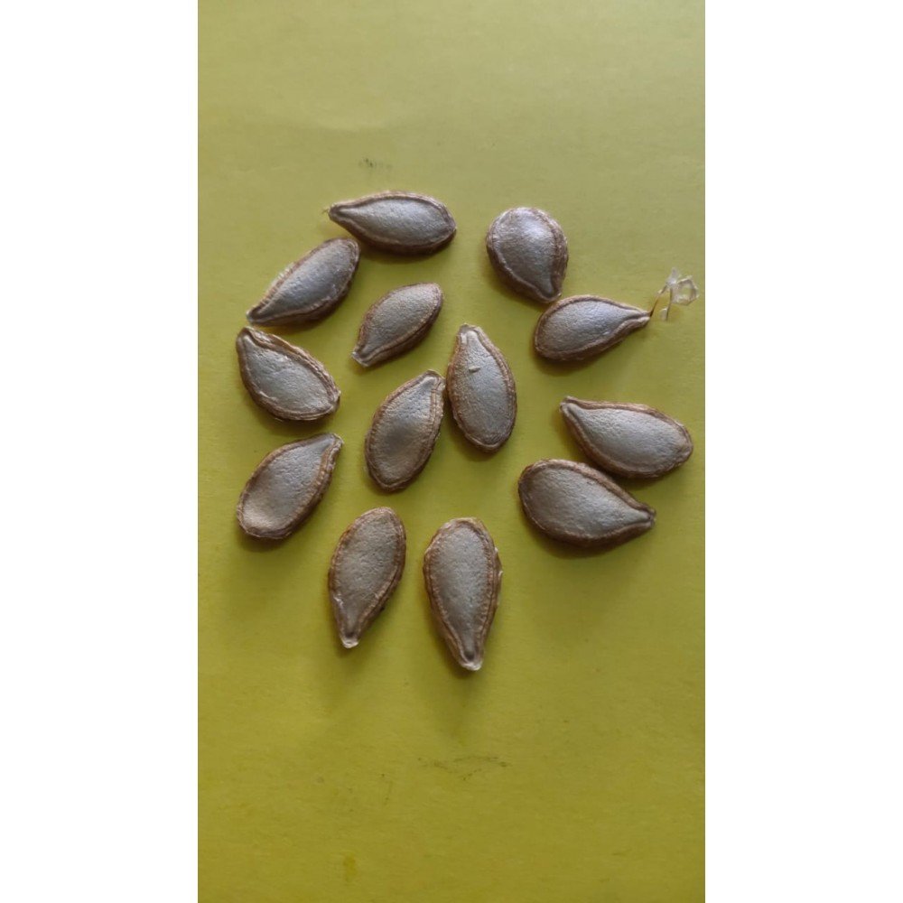 Sweet Pumpkin / Gummadi Kaya Seeds