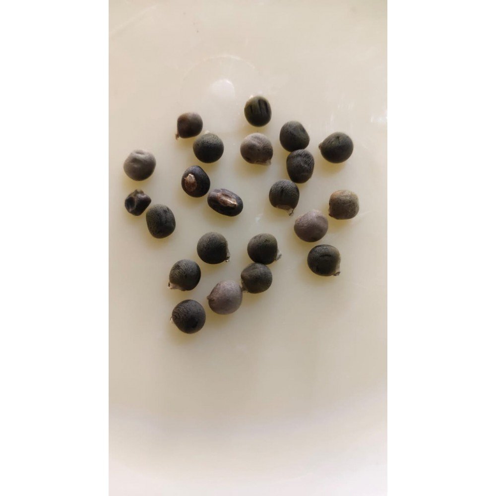 Green star okra seeds online