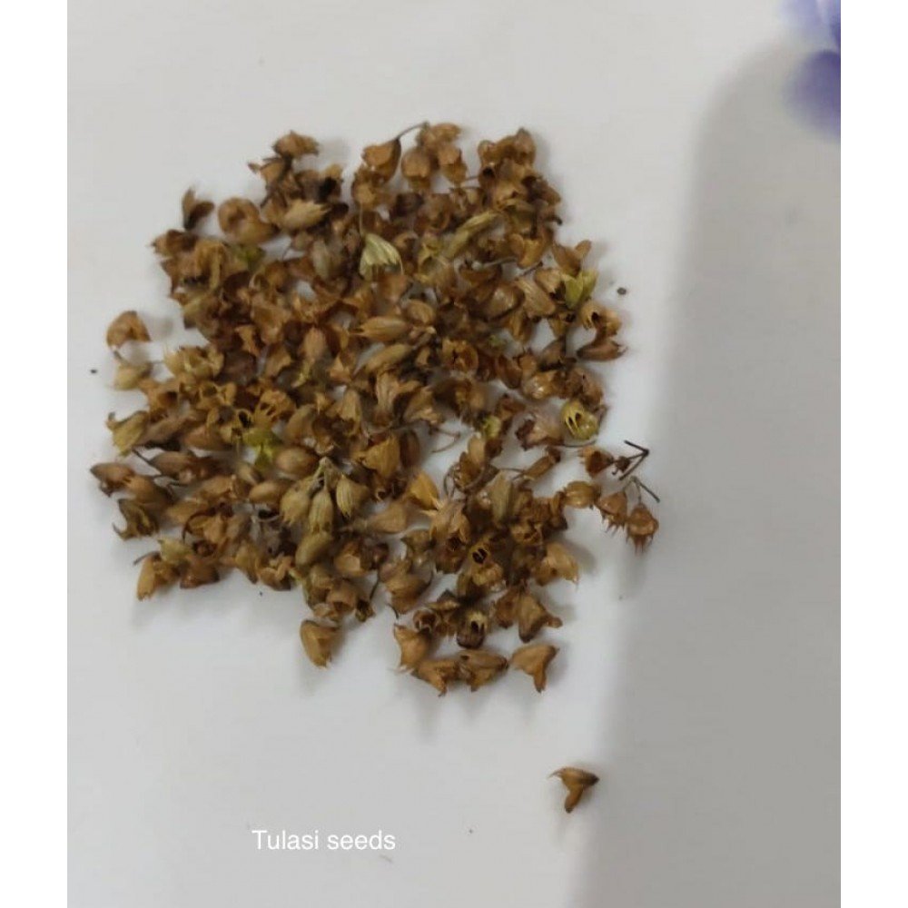 Tulsi Seeds Online