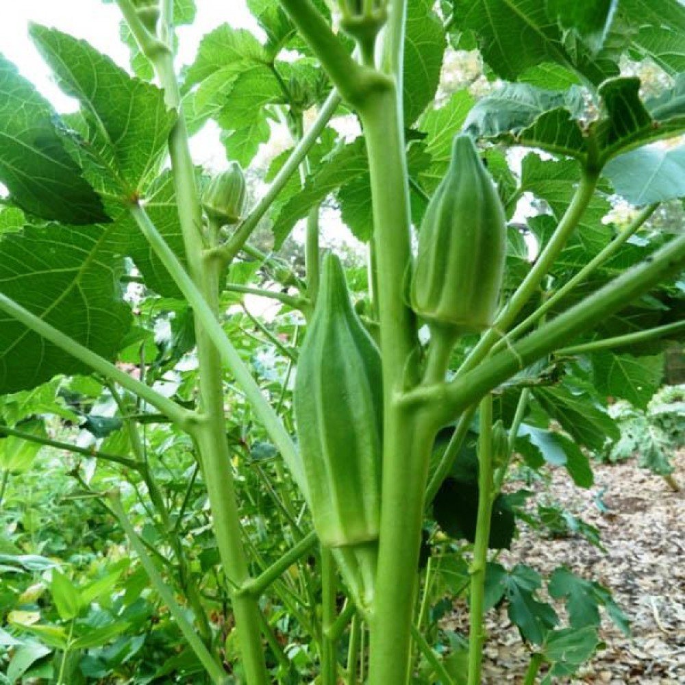 Green star okra seeds online
